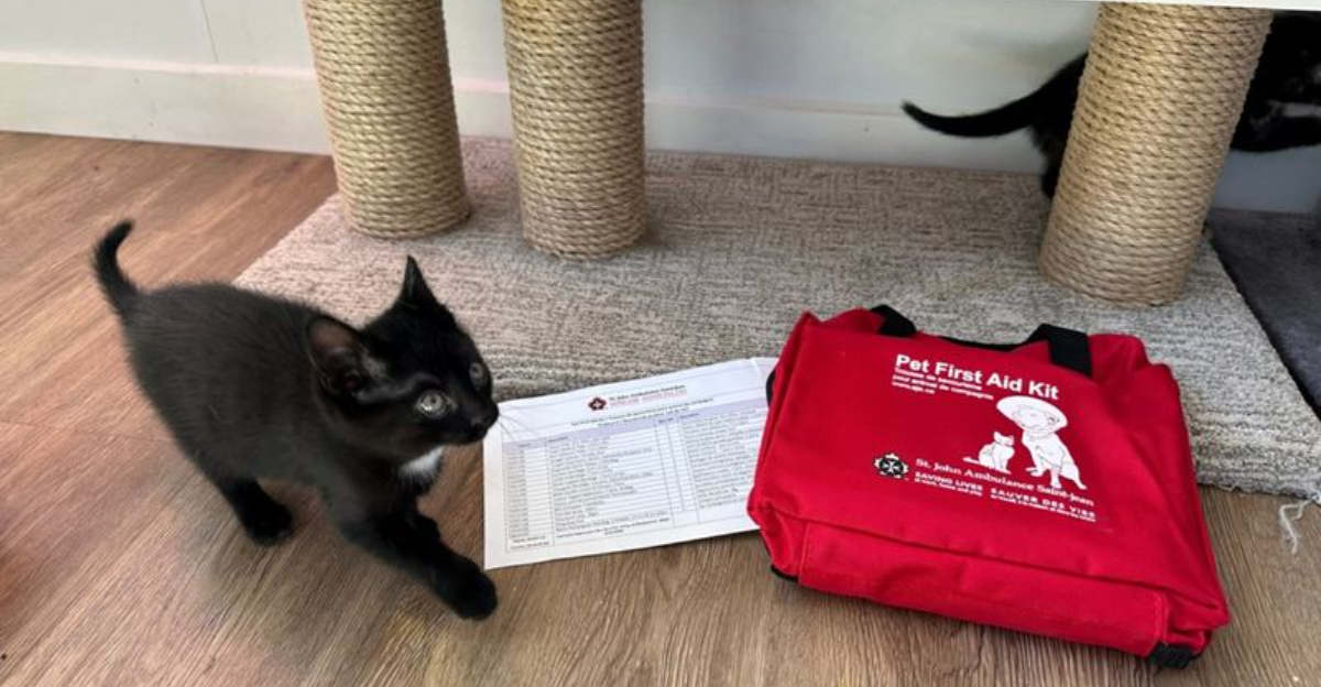 16 Things Responsible Cat Owners Always Do - Exploring Animals