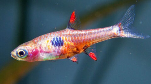 16 Tiniest Fish in The World To Add To Your Aquarium - Exploring Animals