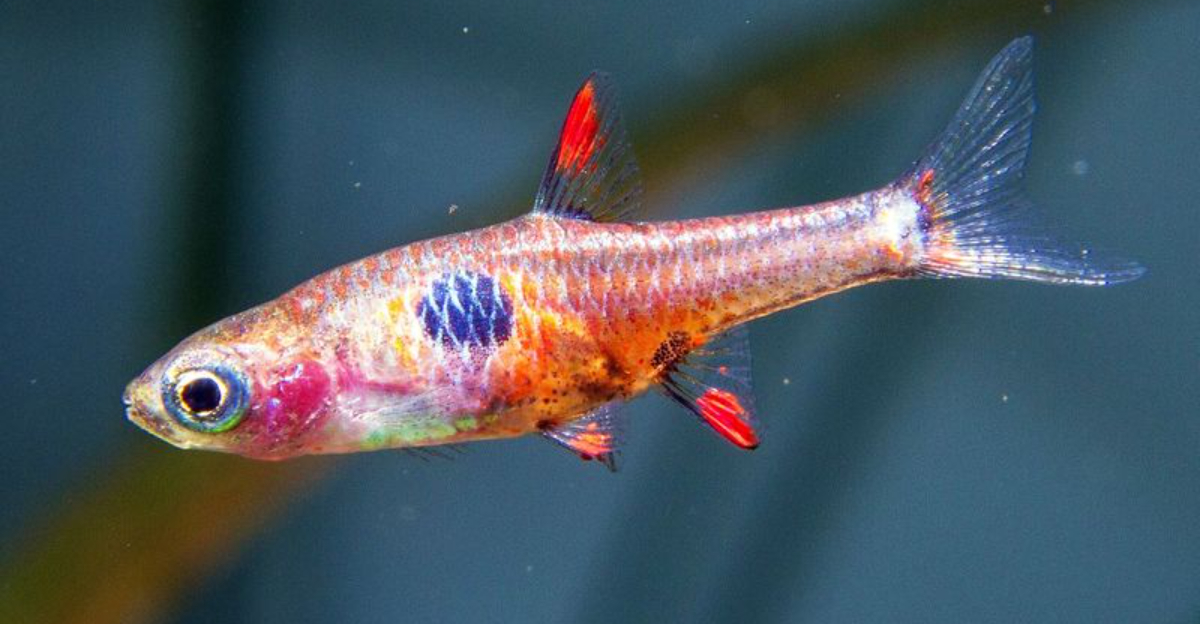 16 Tiniest Fish in The World To Add To Your Aquarium - Exploring Animals