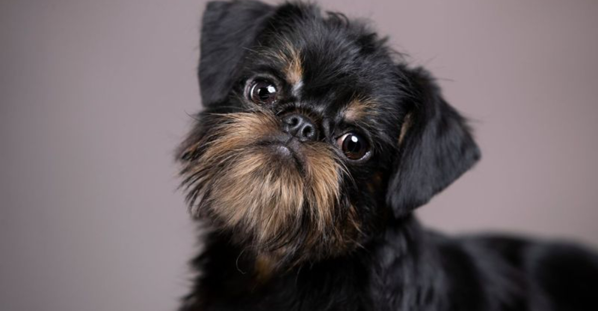 20 Toy Breeds with Big Personalities - Exploring Animals