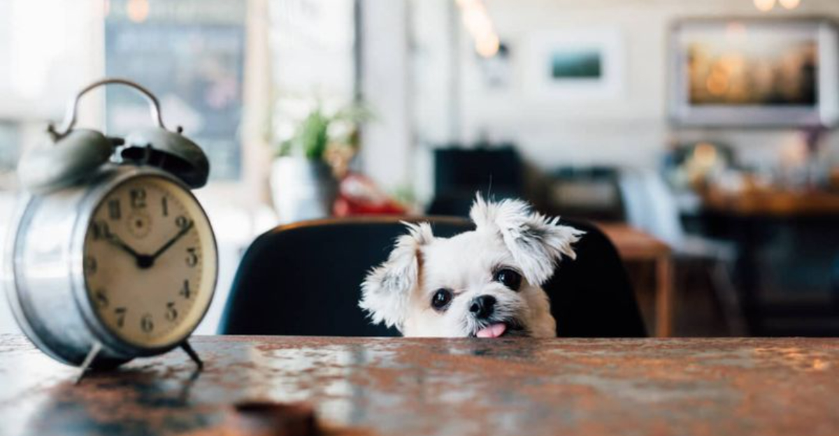 19 Unspoken Rules Dogs Follow When Living With Humans - Exploring Animals