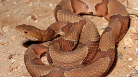 The 21 U.S. States With the Most Copperhead Snakes - Exploring Animals