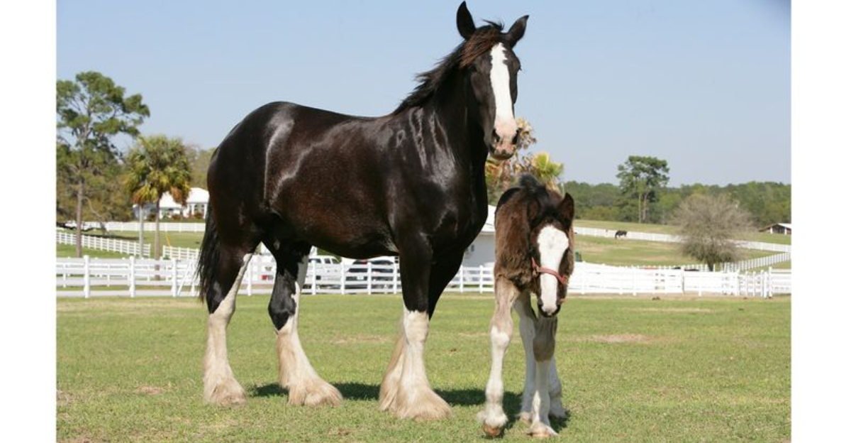 13 Ways Clydesdales and Shire Horses Stack Up Side by Side - Exploring ...