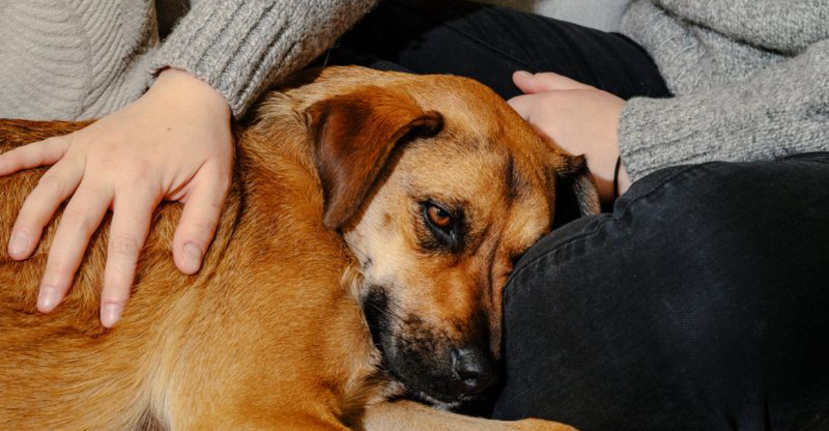 14 Ways to Comfort Your Pet After Losing Their Best Friend - Exploring ...