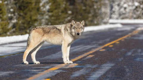 12 Ways Yellowstone’s Wolves Are Reshaping the Land, Rivers and All ...