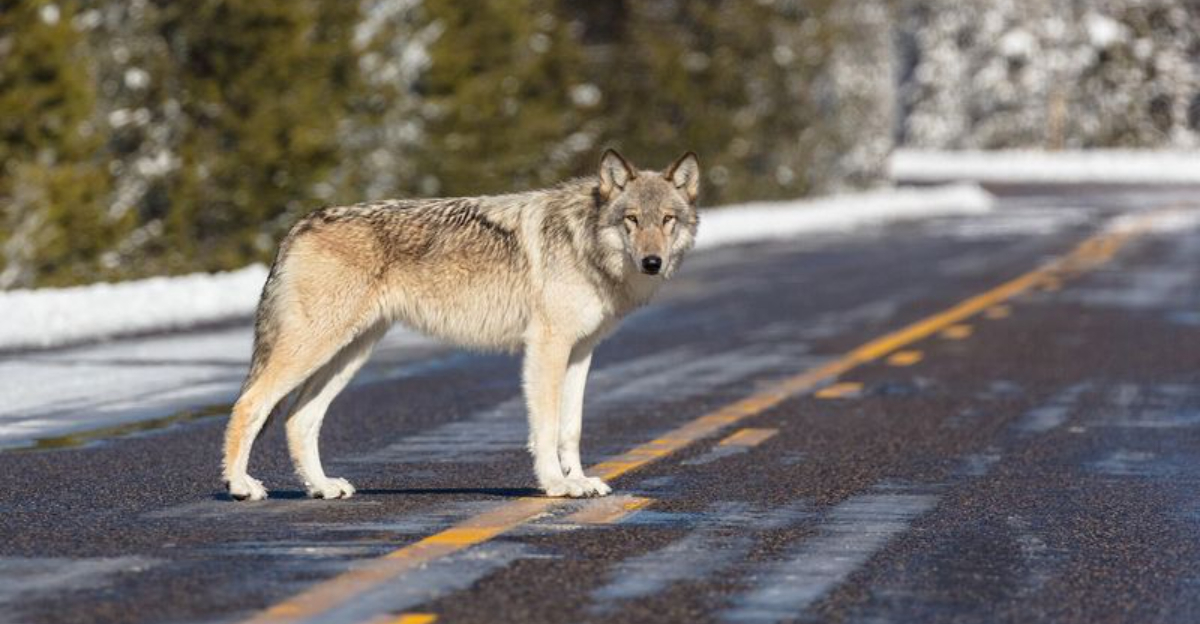 12 Ways Yellowstone’s Wolves Are Reshaping the Land, Rivers and All ...