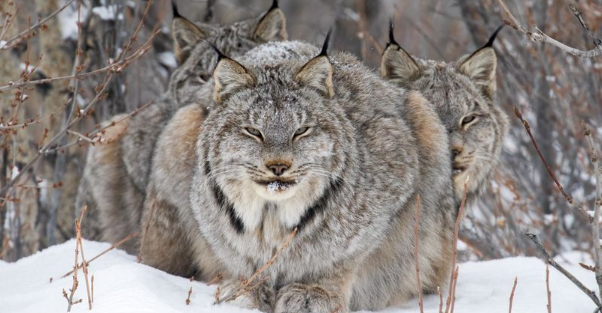20 Wild Animals and Wildlife That Still Roam Free Across Alberta ...