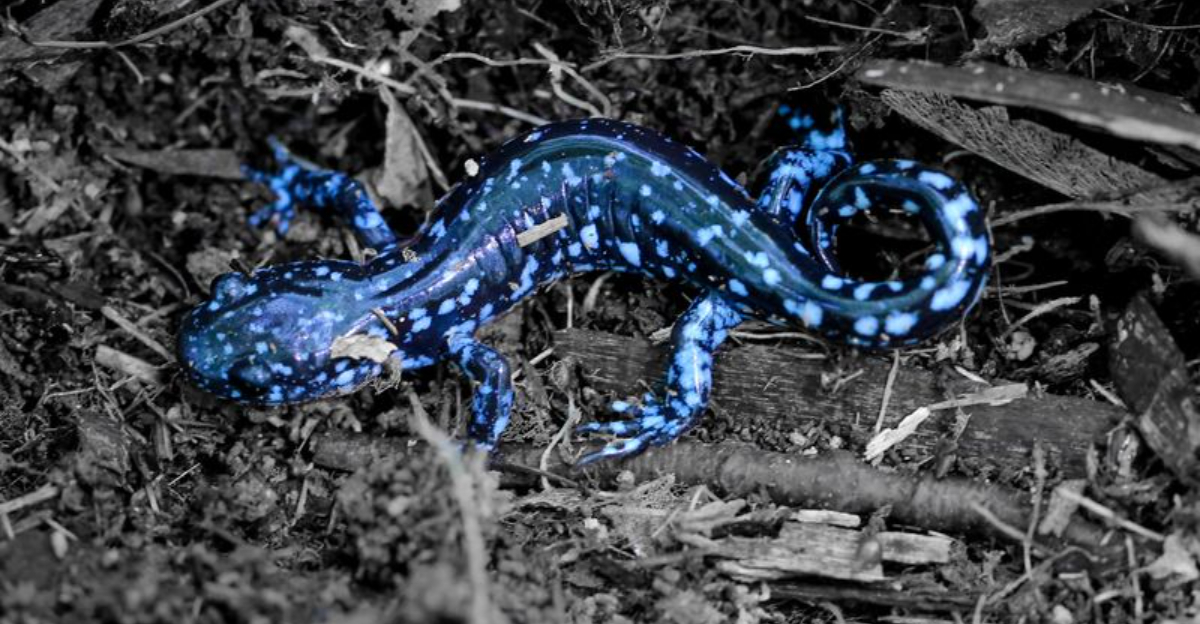 27 Wildlife Species That Thrive in This Remote Minnesota Wilderness ...