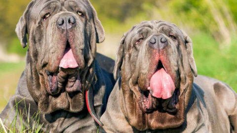 16 Wrinkly Dog Breeds That Are as Charming as They Are Unique ...