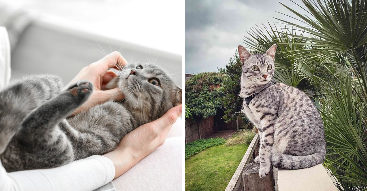 10 Best Lap Cat Breeds (and 10 That Prefer Their Independence) - Exploring Animals