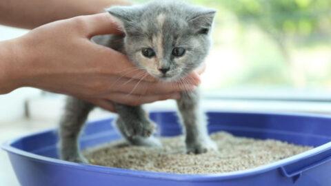 11 Cat Training Tips That Actually Get Through to Your Feline ...