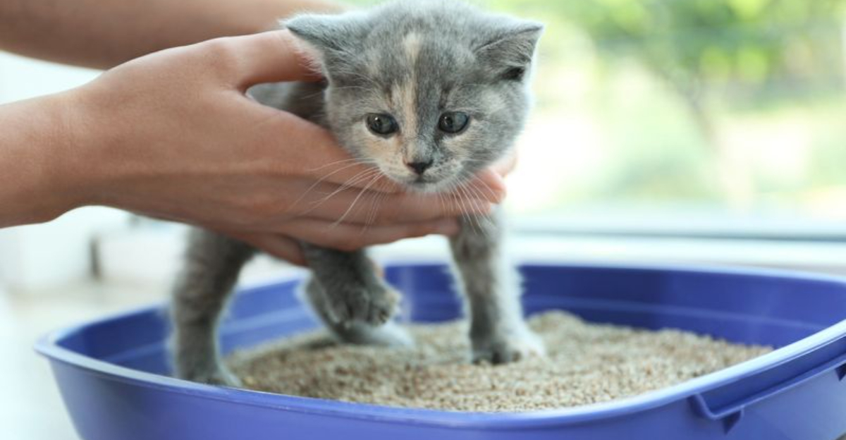 11 Cat Training Tips That Actually Get Through to Your Feline ...