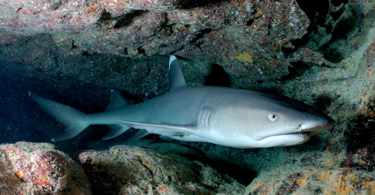 11 Forgotten Shark Species That Used to Terror U.S. Beaches in the ...