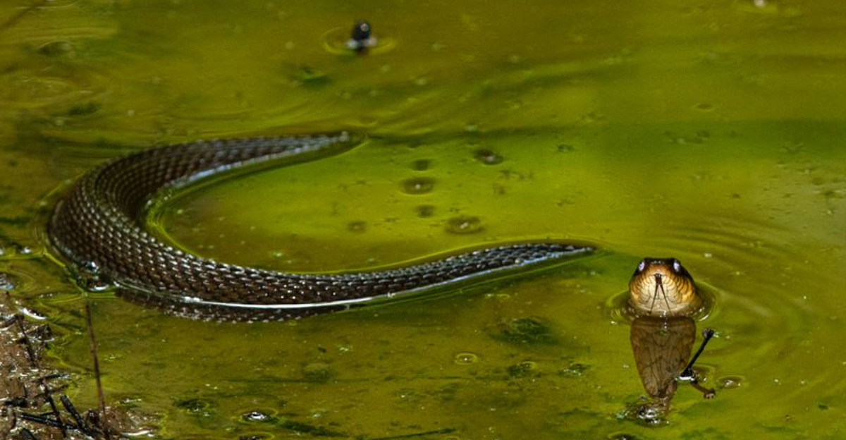 11 U.S. Rivers Where the Deadliest Snakes Are Still Thriving ...