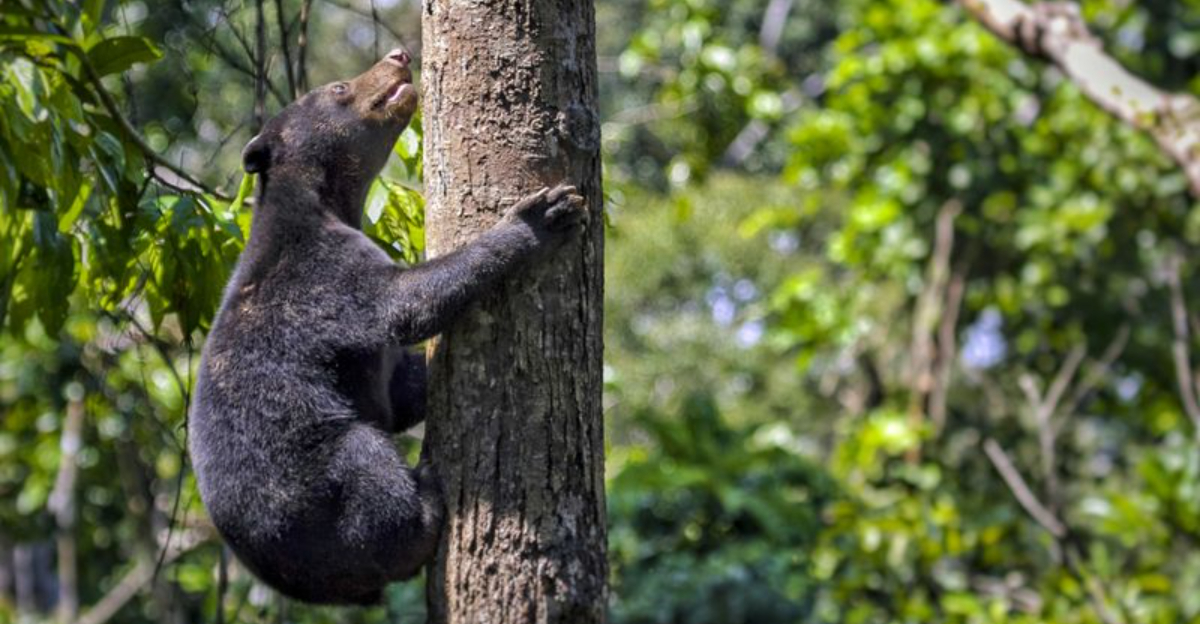 11 Wild Things You Didn’t Know About the Sun Bear (The Most Bizarre ...