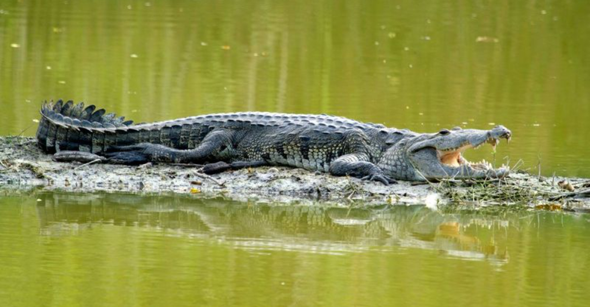 12 Alligators and Crocodiles You’ll Find in Louisiana’s Wetlands - Exploring Animals