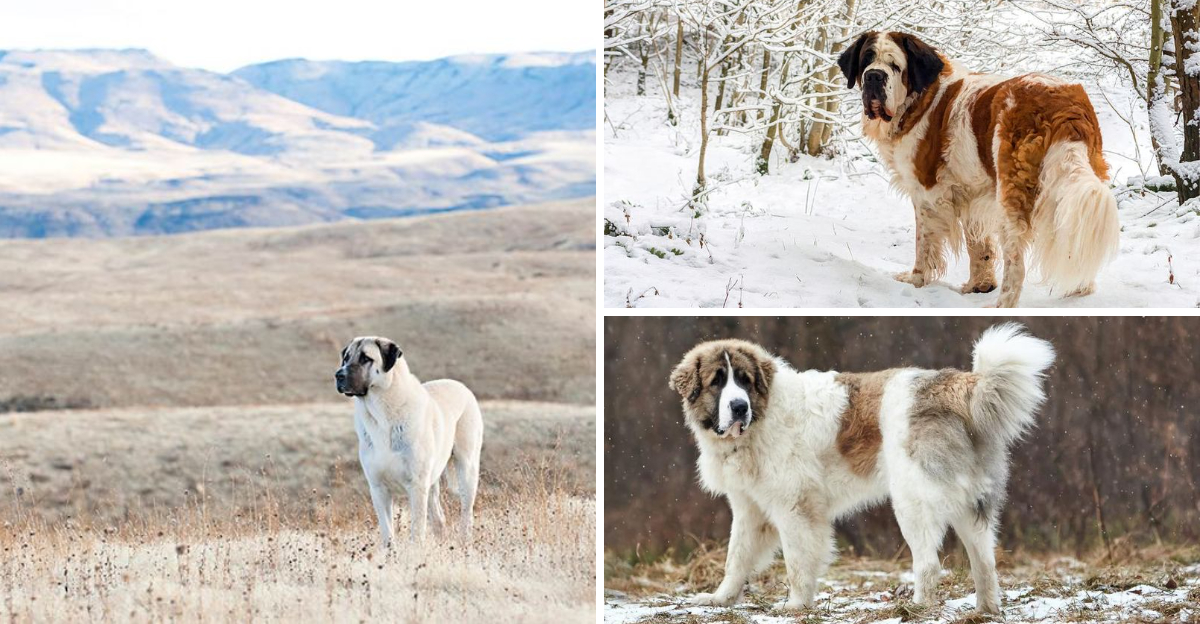 12 Dog Breeds Most Similar to Great Pyrenees - Exploring Animals