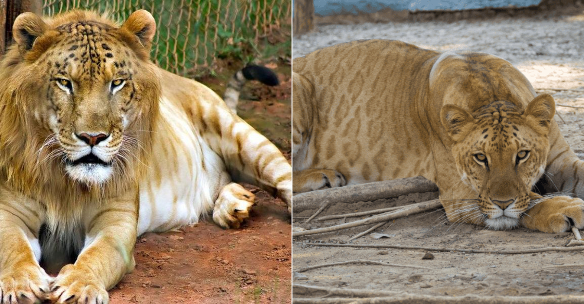 12 Fascinating Facts About Rare Ligers and Tigons—When Big Cats Mix - Exploring Animals
