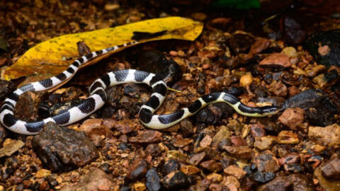 12 New Snake Species Discovered in the Last Decade (And How Scientists ...