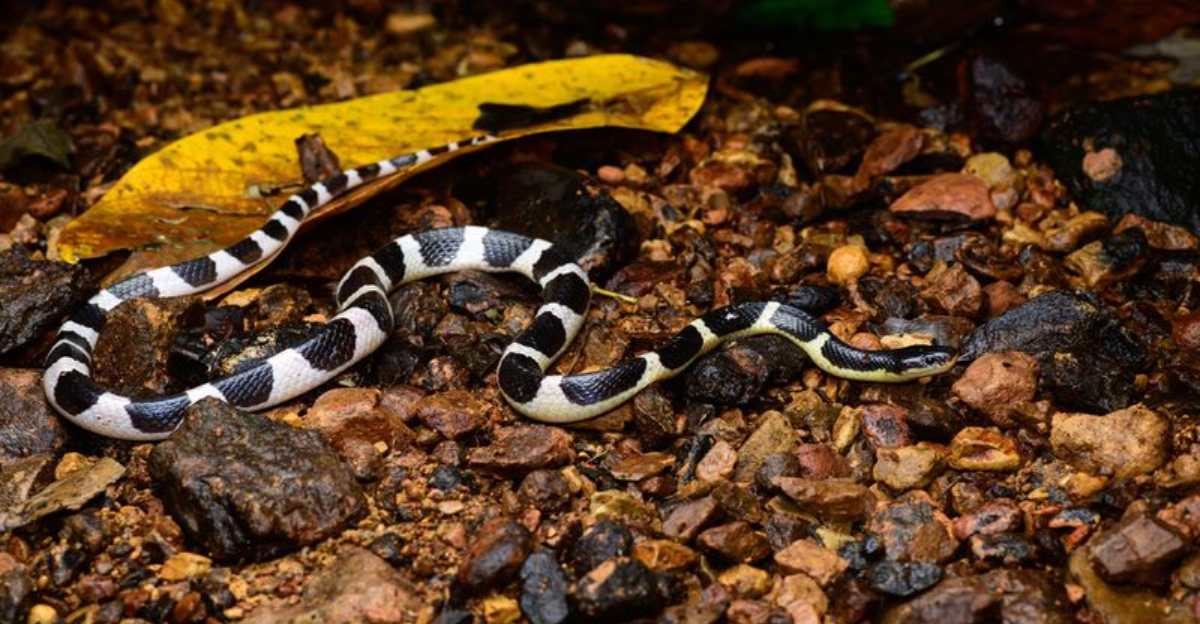 12 New Snake Species Discovered in the Last Decade (And How Scientists ...