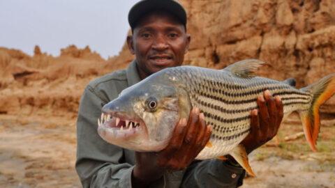 12 Terrifying Facts About the Goliath Tigerfish (Africa’s Real River ...