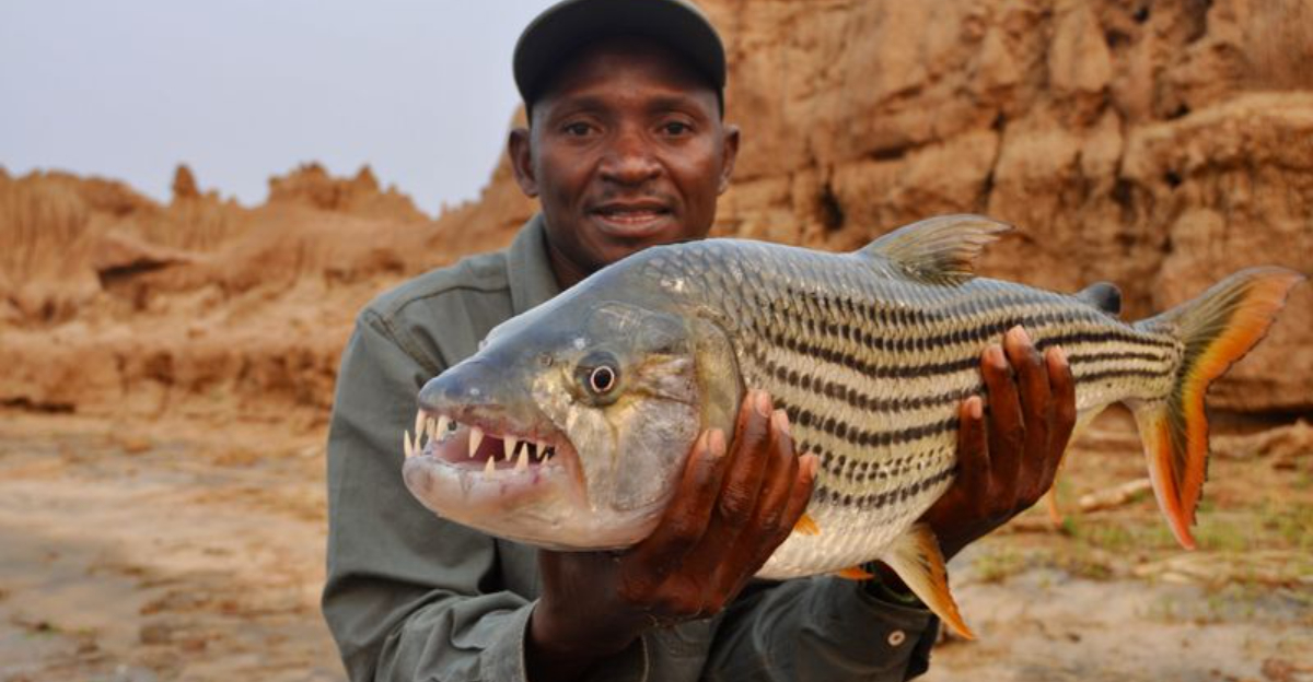 12 Terrifying Facts About the Goliath Tigerfish (Africa’s Real River ...
