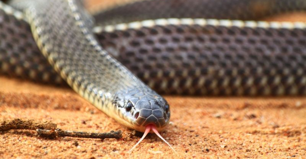 12 Things That Make the Black Mamba Africa’s Most Feared Snake - Exploring Animals