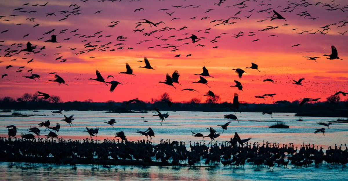 12 U.S. Towns That Celebrate Birds With Outrageous Festivals and Quirky ...