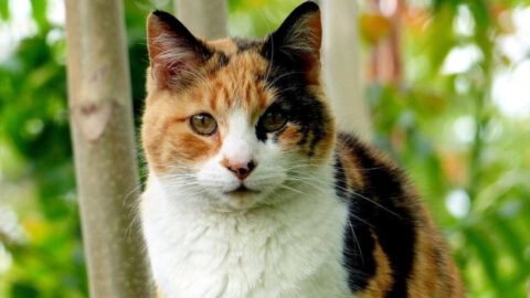 13 Amazing Facts That Prove Calico Cats Are Nature’s Masterpieces ...