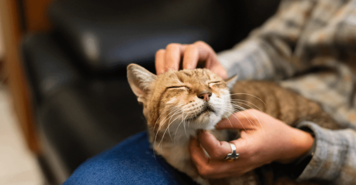 13 Cat Behaviors That Only Surface in Emotionally Stable Environments ...