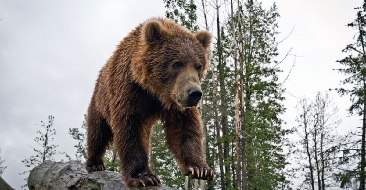13 Facts About the Largest Bear Ever Recorded in North America - Exploring Animals
