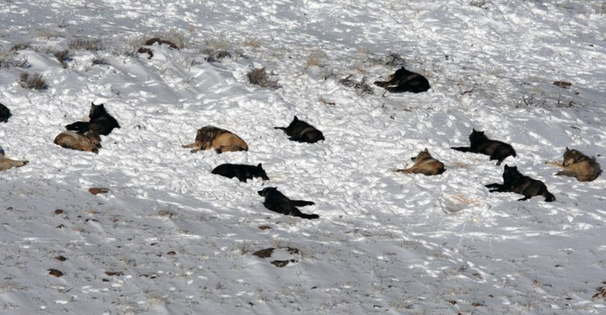 13 Facts About the Largest Wolf Pack Ever Found in North America ...