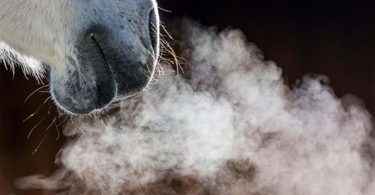 13 Hidden Signals Your Horse Is Sending That Even Experienced Riders Often Miss - Exploring Animals