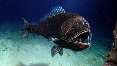 13 Of the Deepest-Dwelling Creatures Ever Found in the Ocean ...