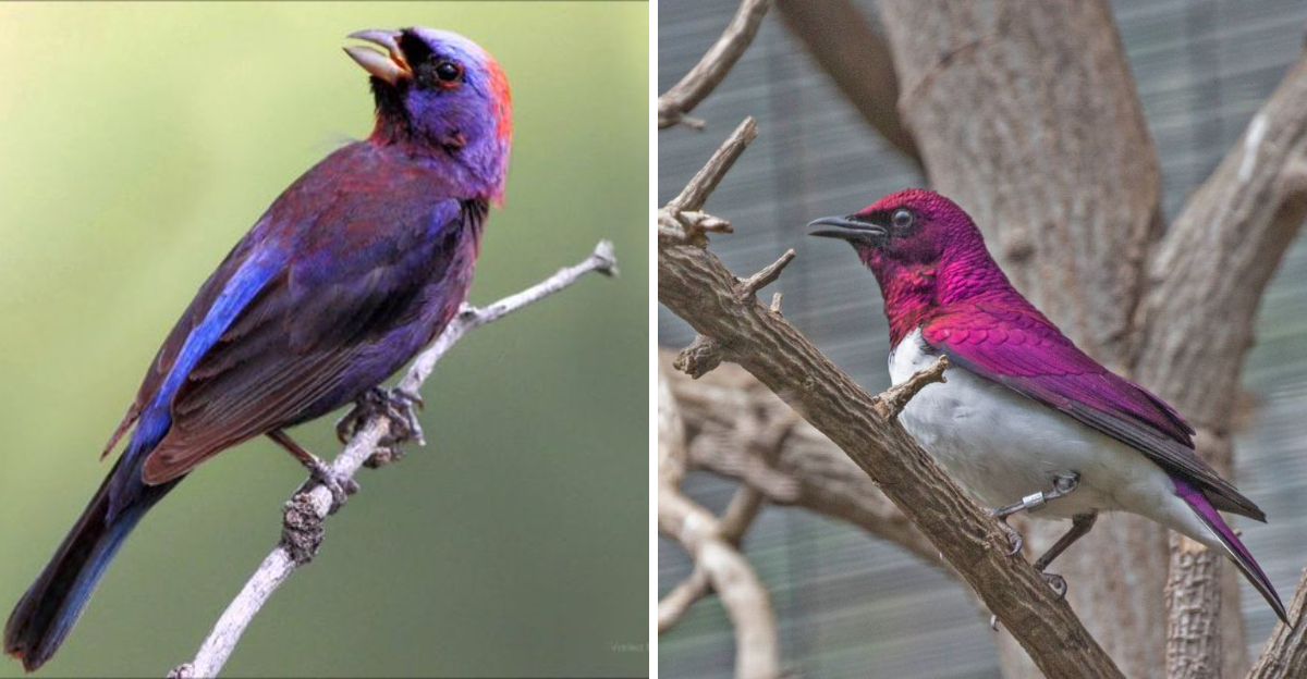 13 Purple Birds That Will Add a Touch of Majesty to Your Garden ...