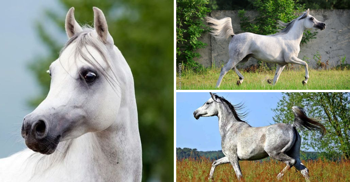 13 Qualities That Make Arabian Horses the Supermodels of the Equine ...
