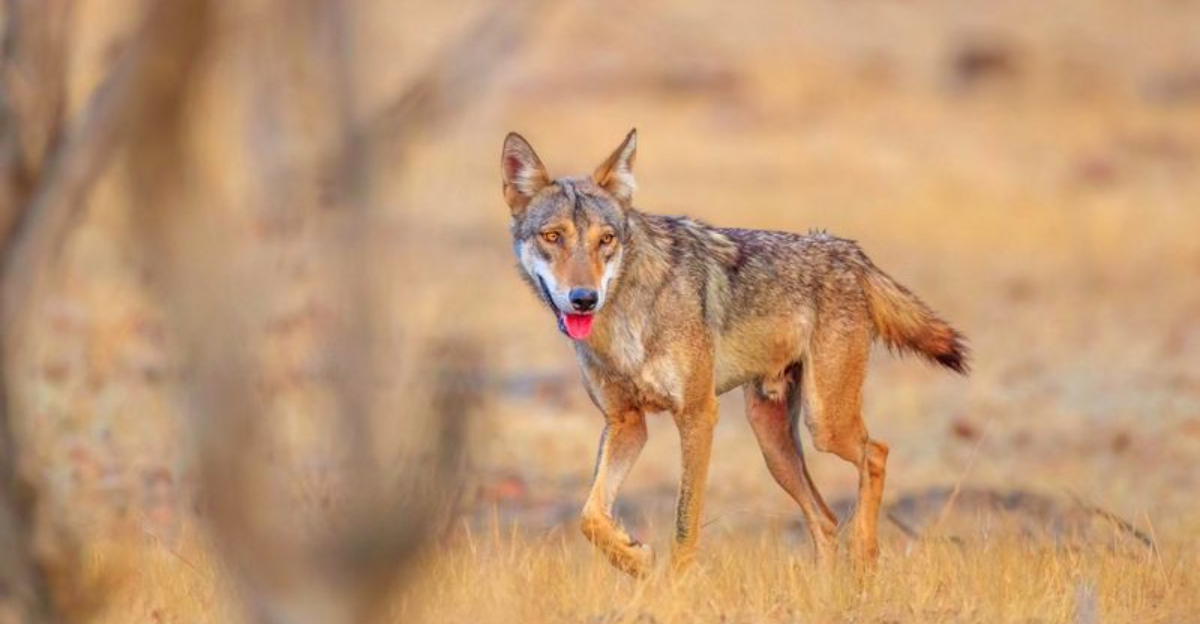 13 Rare Wolves That Prove Nature Still Has Secrets - Exploring Animals