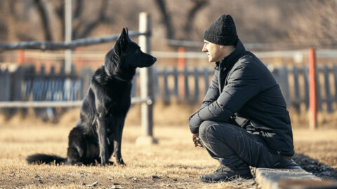 13 Reasons Black German Shepherds Are the Ideal “Domesticated Wolf ...