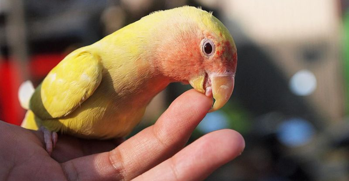 13 Reasons Why Parrots Are One of the Most High-Maintenance Pets ...