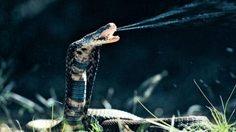 13 Snakes With the Most Unusual Hunting Techniques - Exploring Animals