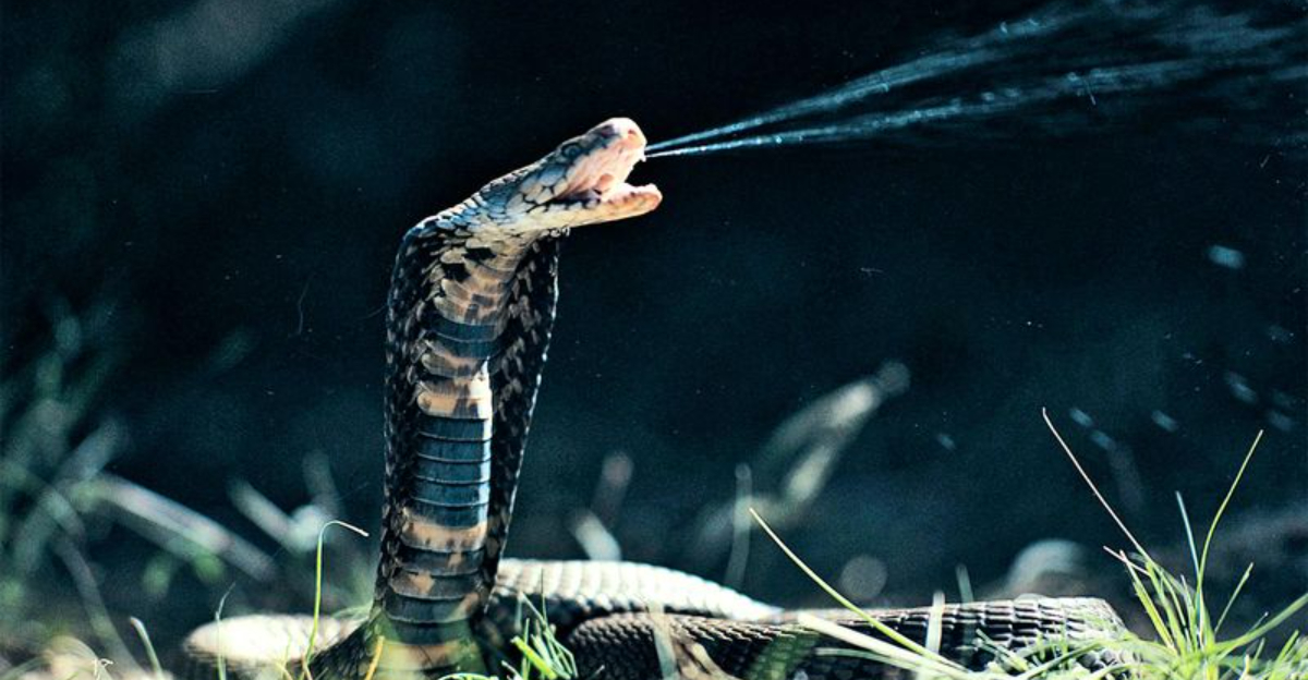 13 Snakes With the Most Unusual Hunting Techniques - Exploring Animals
