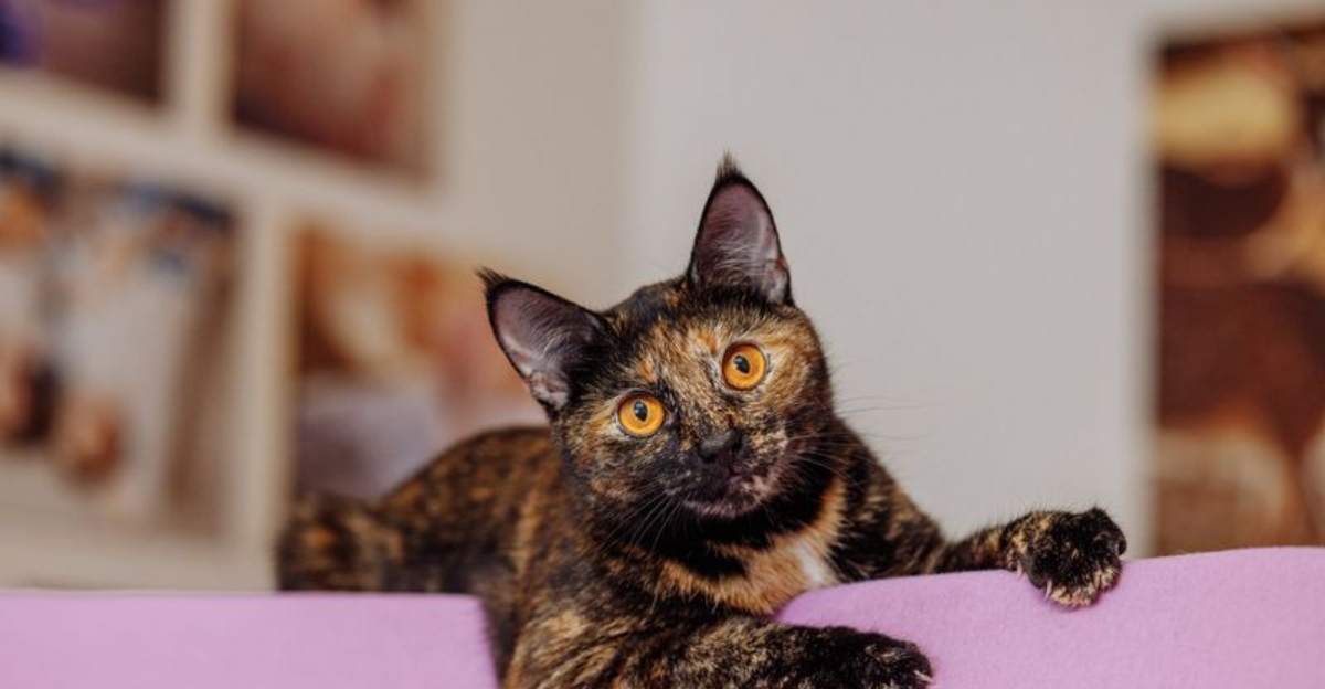 13 Strange and Beautiful Facts About Tortoiseshell Cats - Exploring Animals