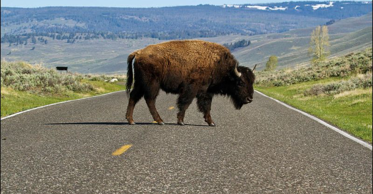 13 Things You Didn’t Know About the Largest Bison Ever Weighed in the U ...