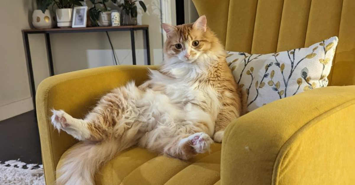 13 Unspoken Rules Cats Follow When Living With Humans - Exploring Animals