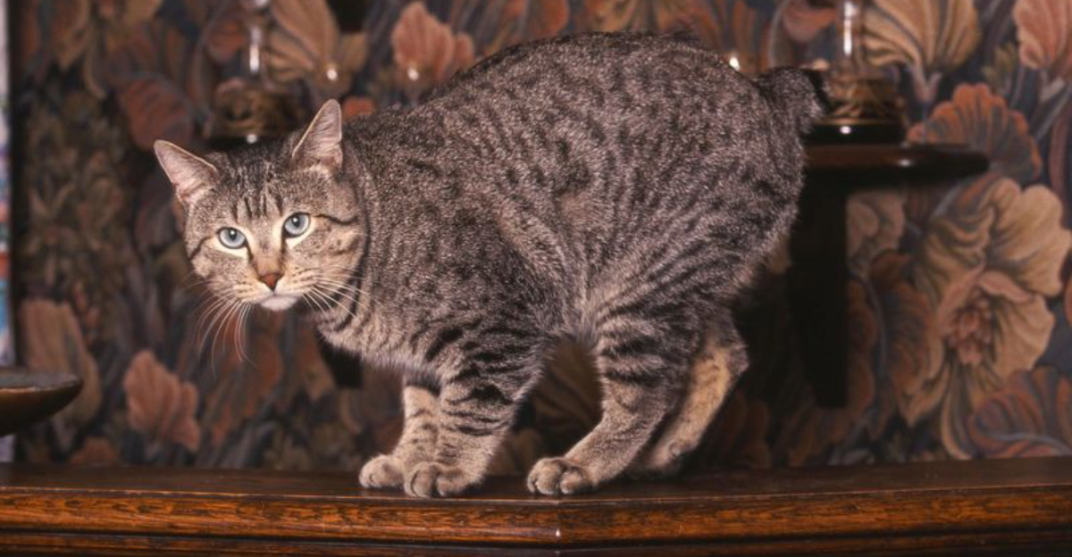 13 Ways the Pixie-Bob Cat Will Surprise You (In the Best Way ...