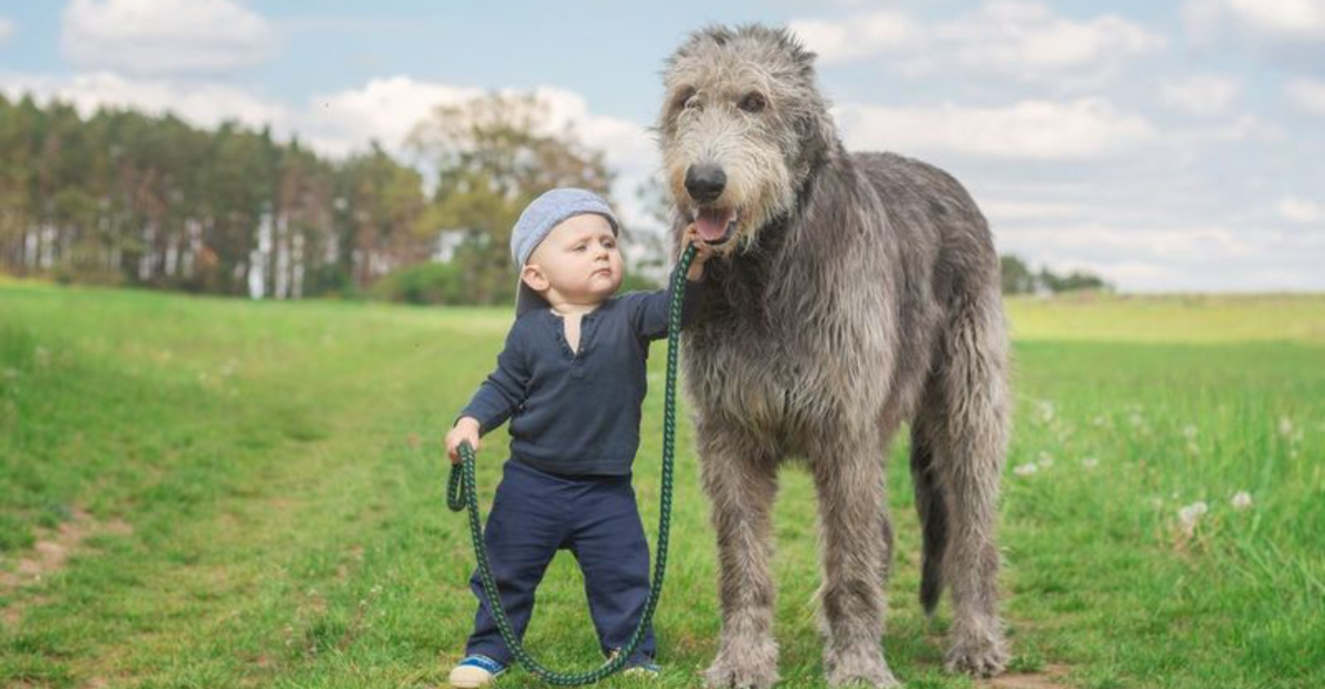 14 Amazing Facts About the Irish Wolfhound—The Giant Wolf Hunter of the ...