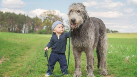 14 Amazing Facts About the Irish Wolfhound—The Giant Wolf Hunter of the Highlands - Exploring ...