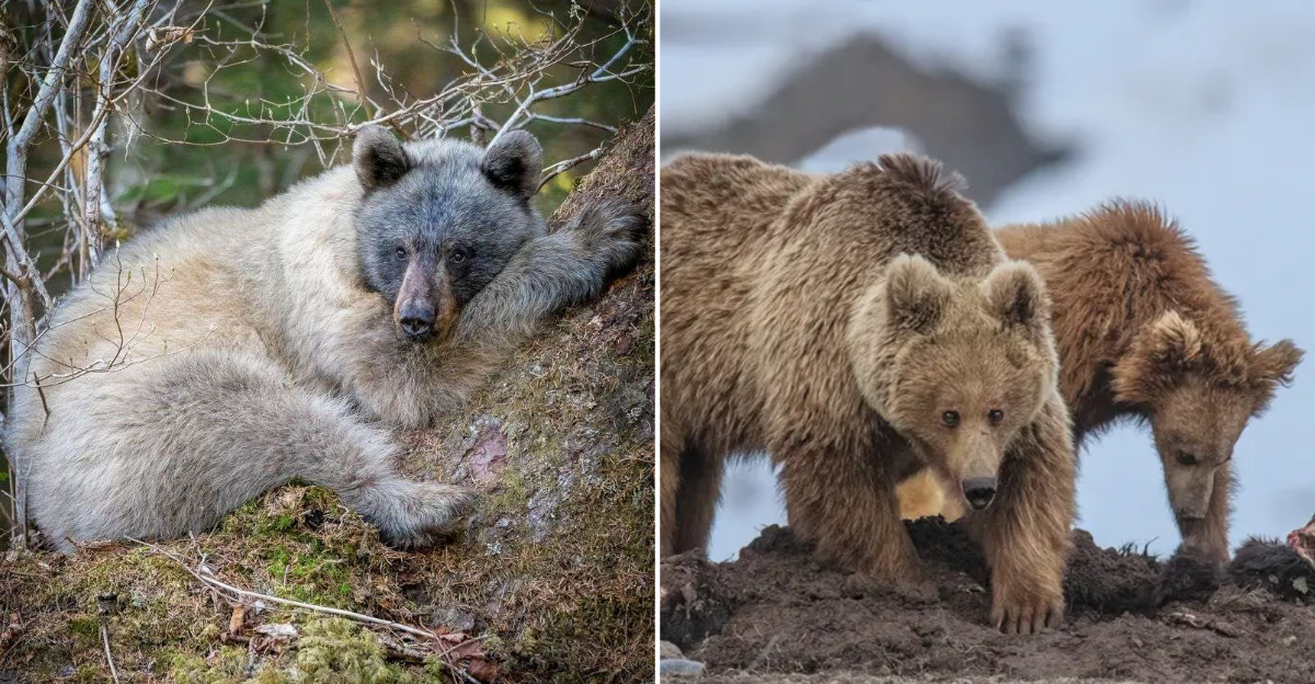 14 Bear Species Across The World You Didn’t Know Existed - Exploring ...