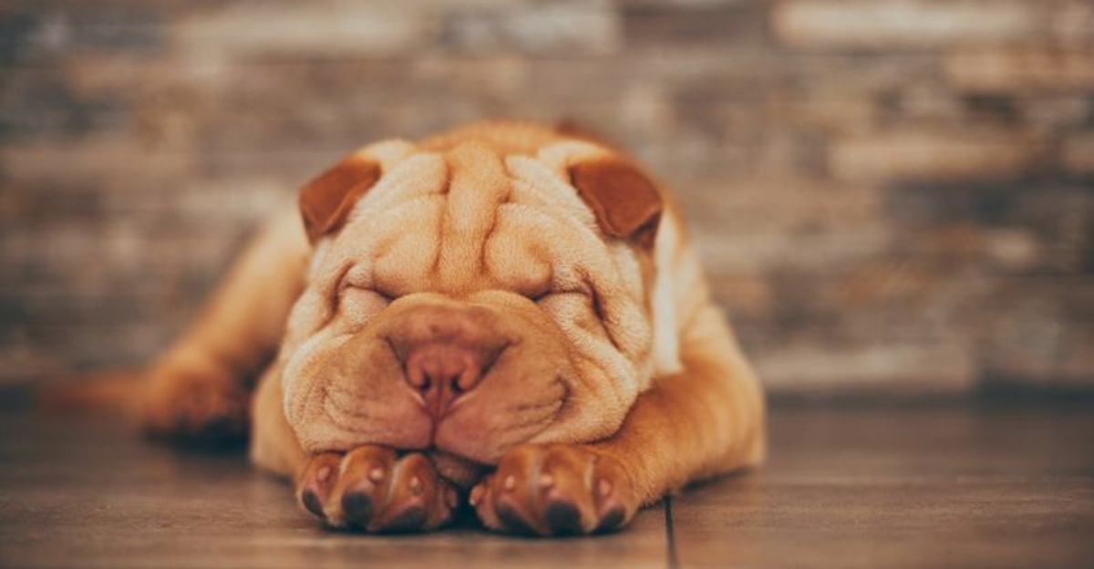 14 Dog Breeds Known for Their Adorably Wrinkly Faces - Exploring Animals