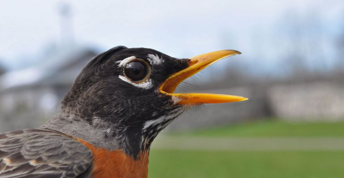 14 Fascinating Bird Sound Facts That Might Surprise You - Exploring Animals